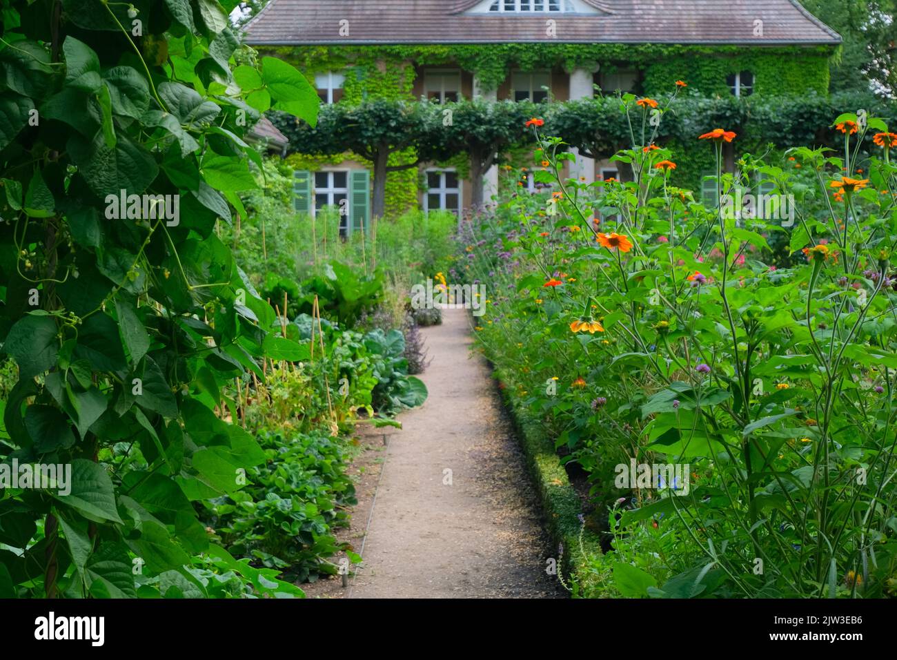 path in the garden with flowers in the countryside. beautiful green ...