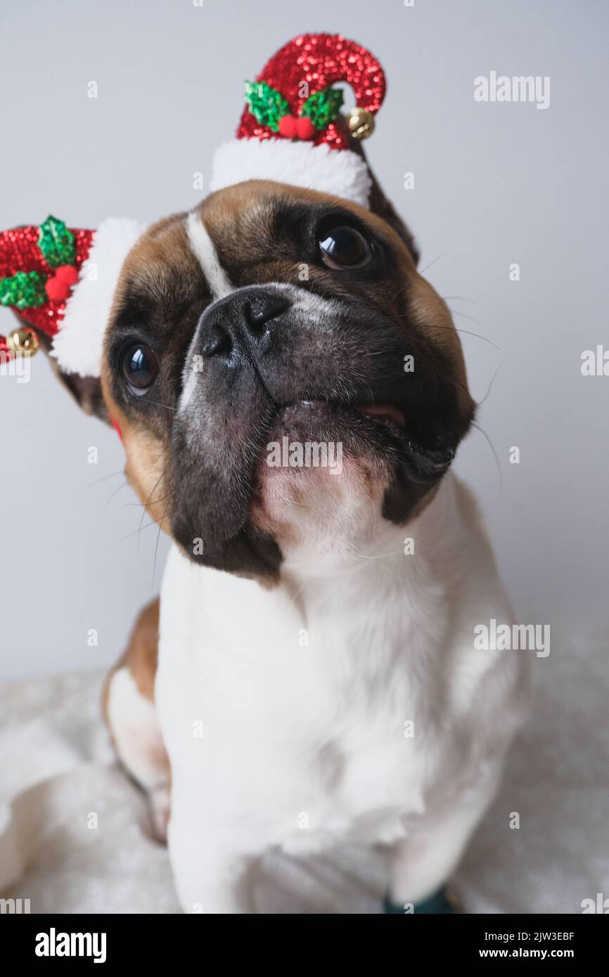 studio portrait of cute french bulldog wearing santa hat. New Years Eve ...