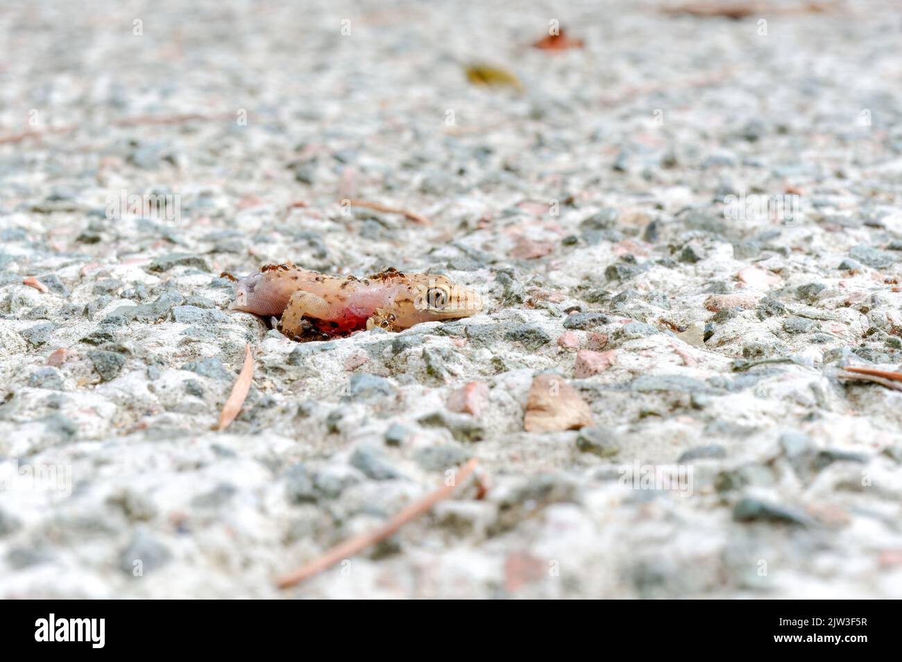 Dead body eating hi-res stock photography and images - Alamy