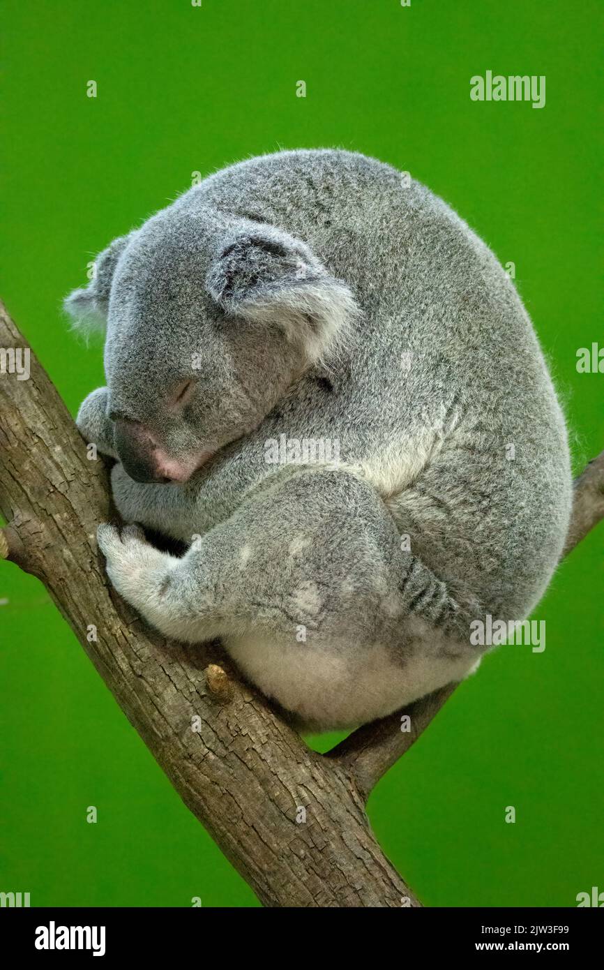 Cute Koala Sleeping