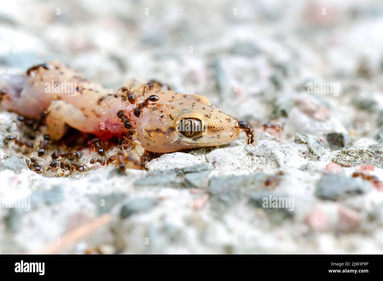 Ants and bee eating dead lizard body on the floor Stock Photo - Alamy
