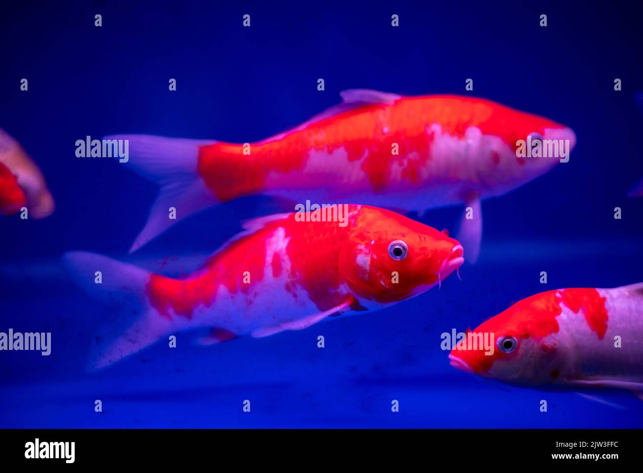 Beautiful and colorful Japanese Koi carp fish Stock Photo - Alamy