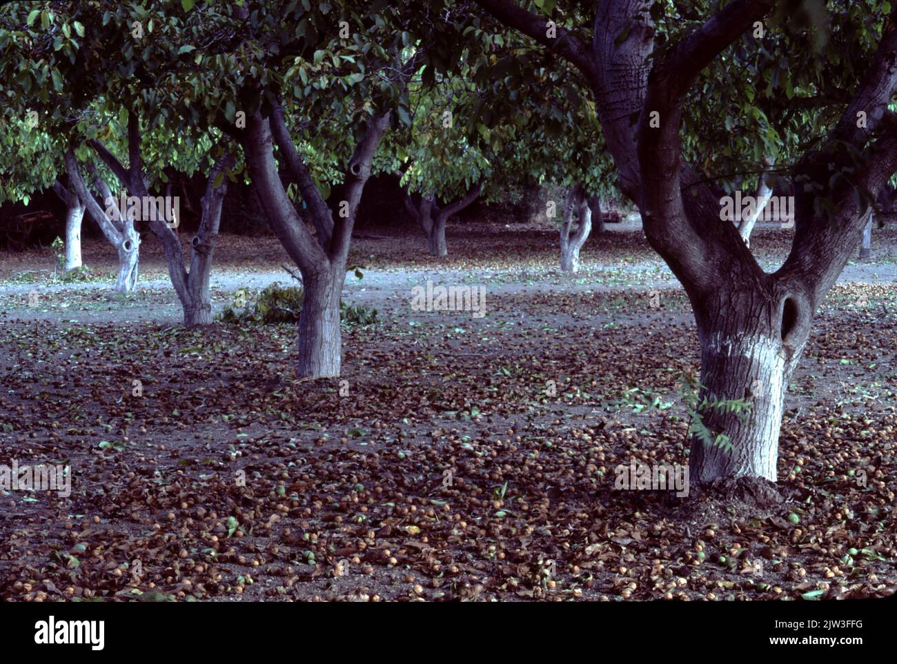 Ballard walnut grove hi-res stock photography and images - Alamy
