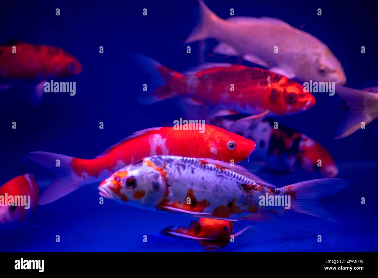 Beautiful and colorful Japanese Koi carp fish Stock Photo - Alamy