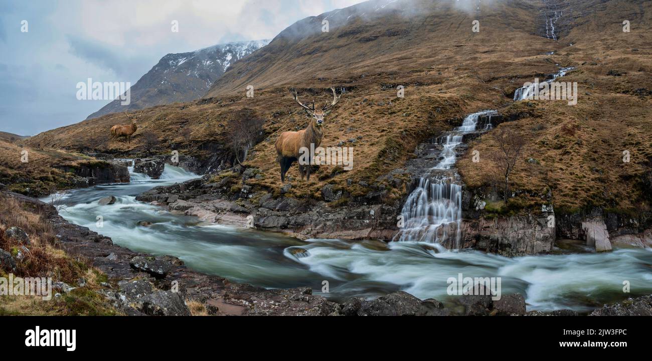 Composite image of red deer stag in Beautiful Winter landscape image of ...