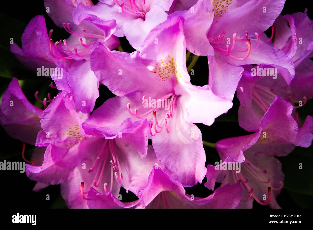 a close up of a bouquet of purple Rhododendron Ponticum flowers Stock ...