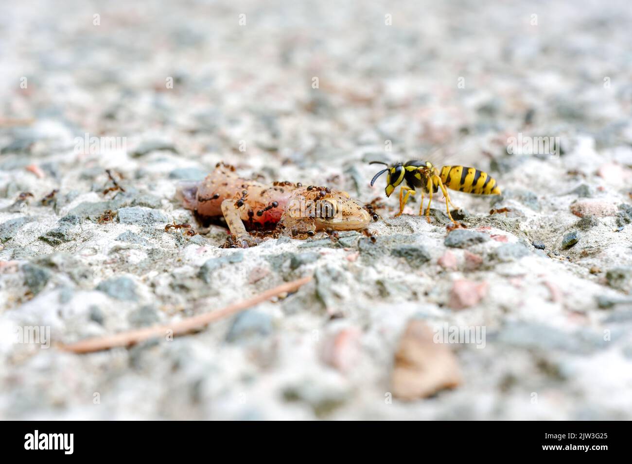 Ants and bee eating dead lizard body on the floor Stock Photo - Alamy