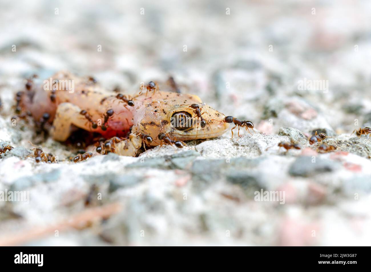 Ants and bee eating dead lizard body on the floor Stock Photo - Alamy
