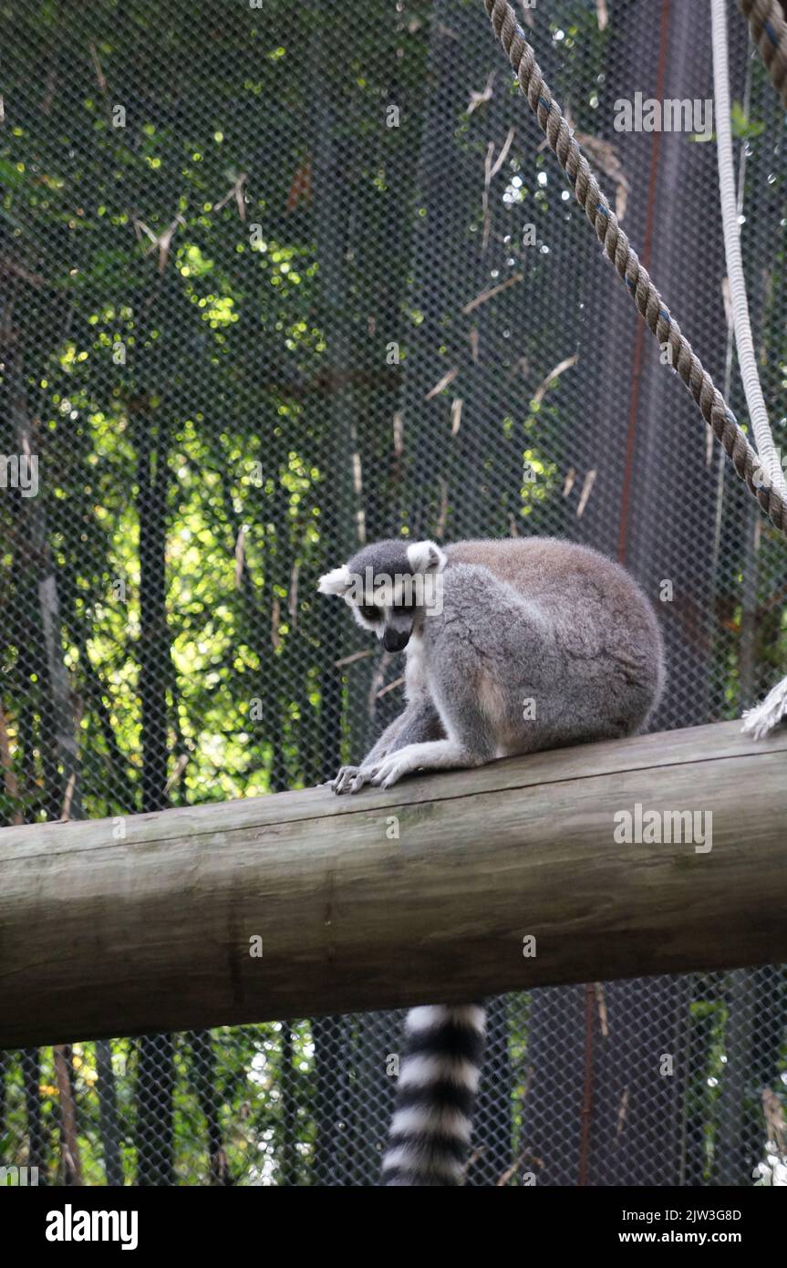 Ring tailed lemur monkey at the Guadalajara Zoo Stock Photo - Alamy
