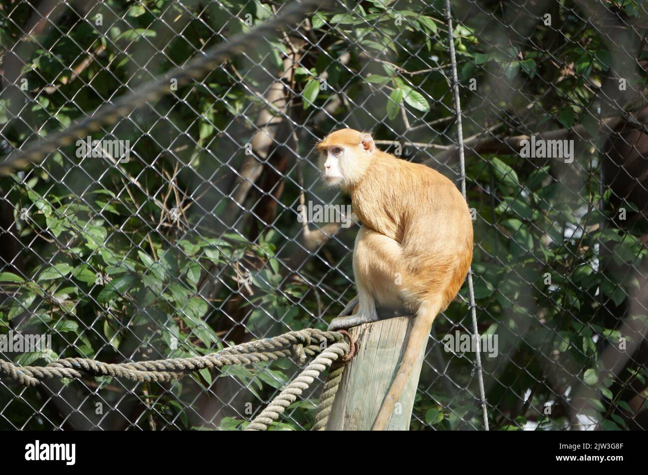 Monkey orange hi-res stock photography and images - Alamy