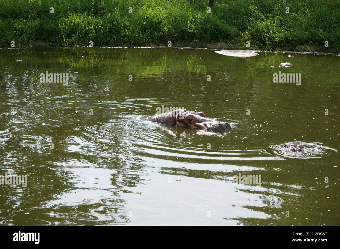 Hippo in the water Stock Photo - Alamy