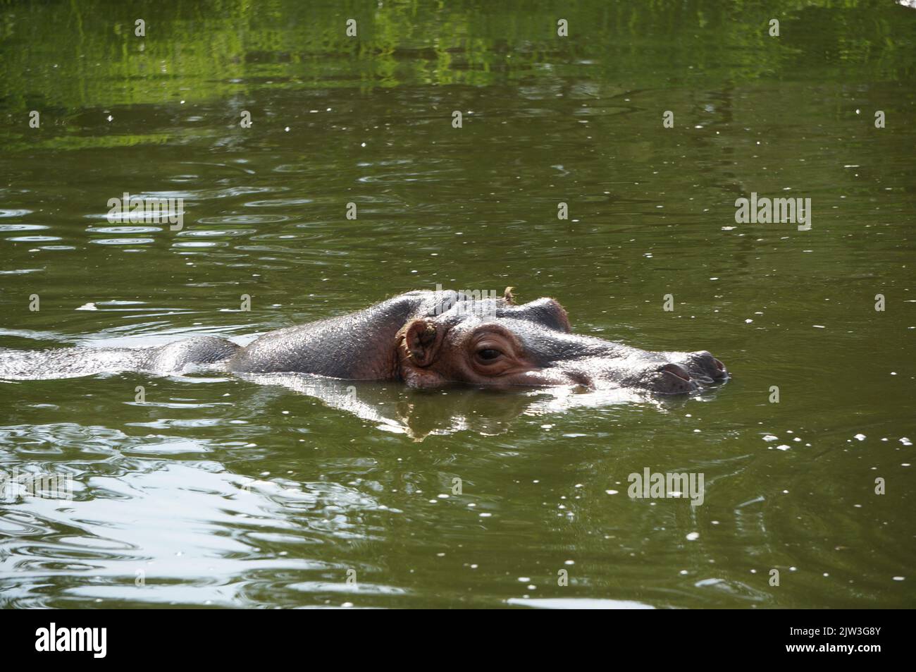 Hippo in the water Stock Photo - Alamy