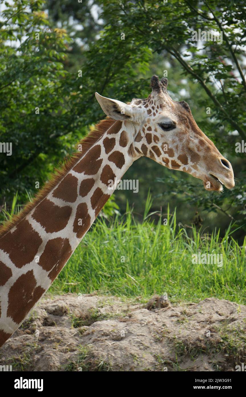 South african giraffe organism classification hi-res stock photography ...