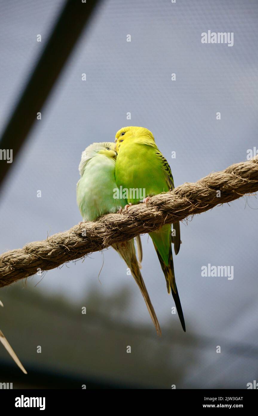 Parakeets in love on a rope Stock Photo - Alamy