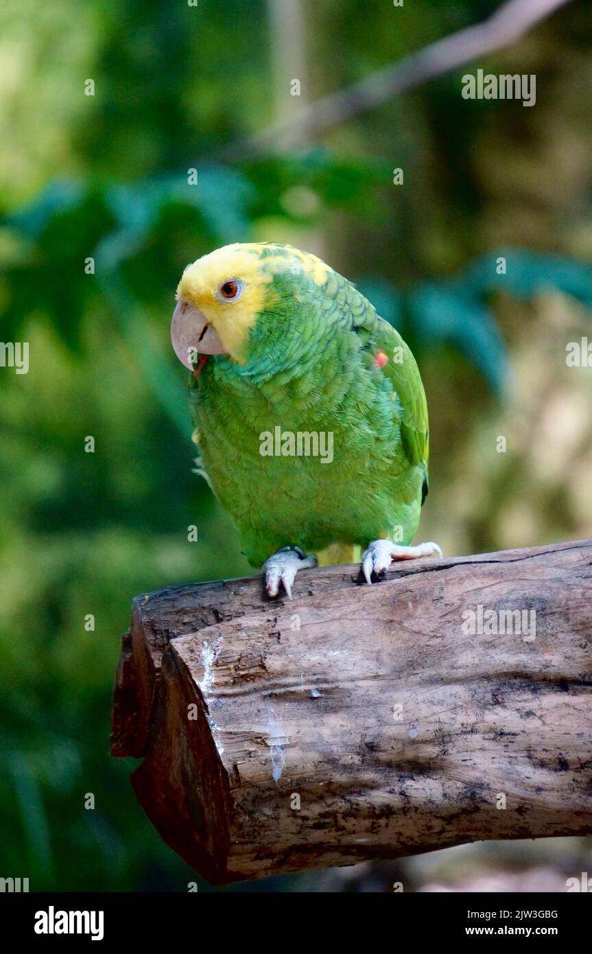 Amazon parrots hi-res stock photography and images - Alamy
