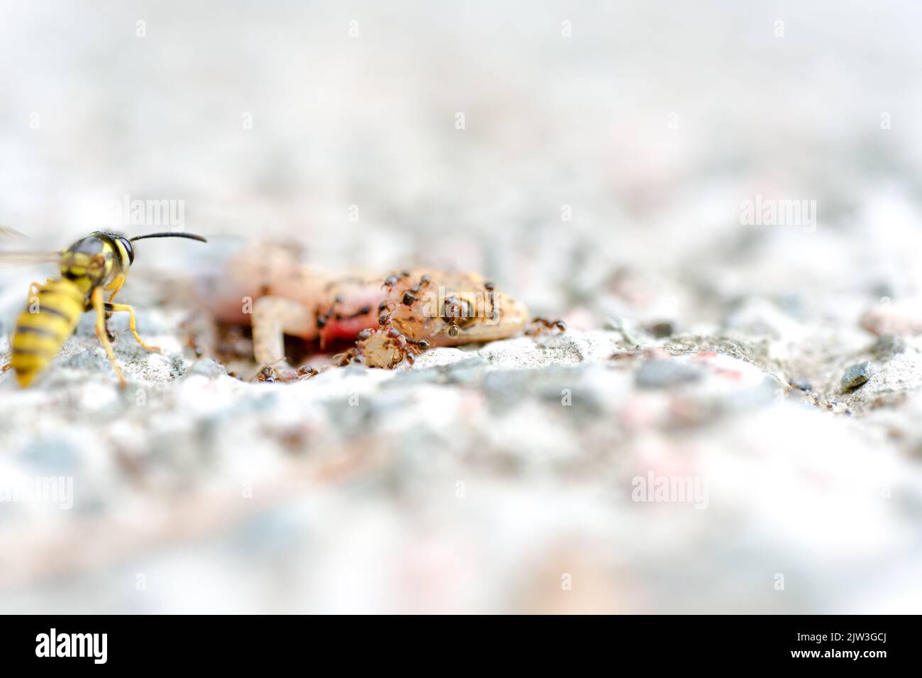 Ants and bee eating dead lizard body on the floor Stock Photo - Alamy