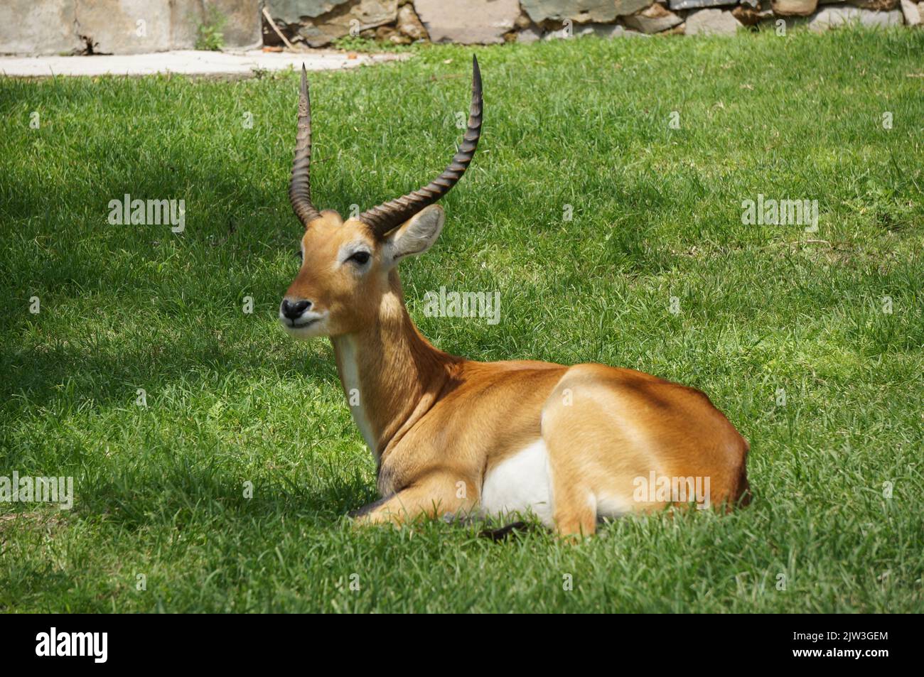 Guadalajara zoologico hi-res stock photography and images - Alamy