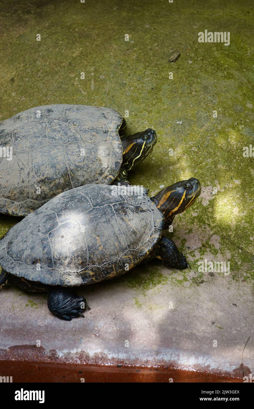 Pet turtles hi-res stock photography and images - Alamy