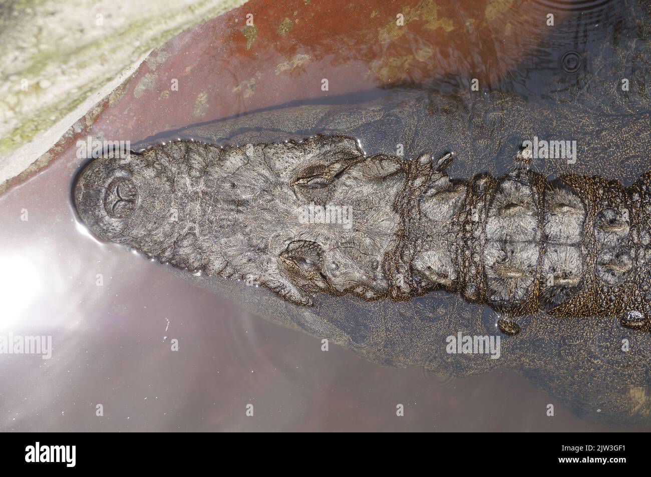 Alligator infested water hi-res stock photography and images - Alamy