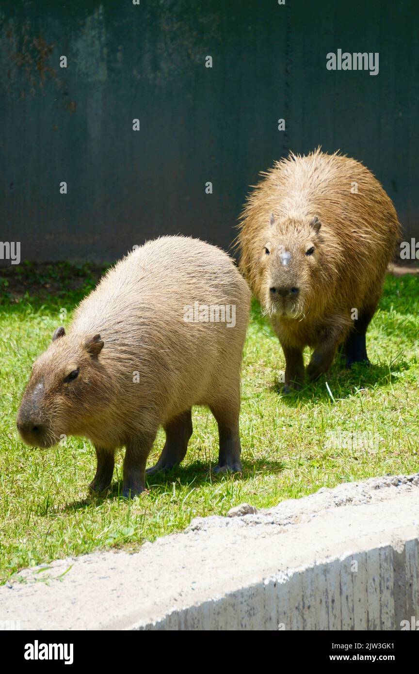Capybaras of the Guadalajara Zoo Stock Photo - Alamy Capybaras of the Guadalajara Zoo Stock Photo - Alamy