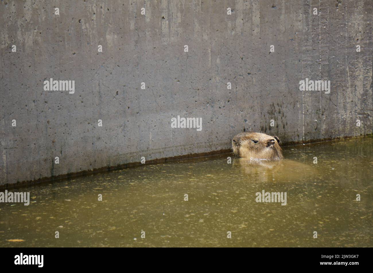 Capybaras of the Guadalajara Zoo Stock Photo - Alamy Capybaras of the Guadalajara Zoo Stock Photo - Alamy