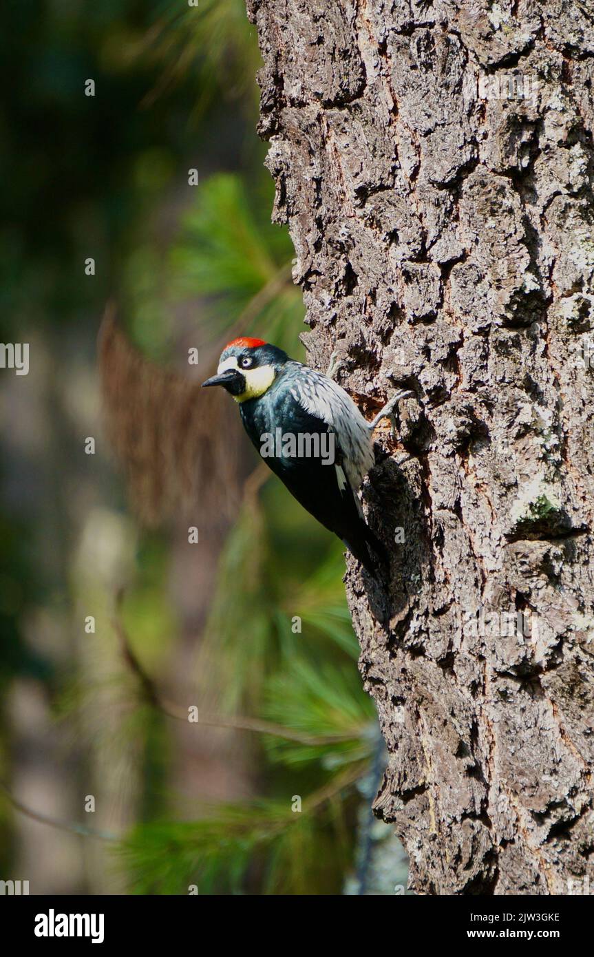Woodpecker pecking wood hi-res stock photography and images - Alamy