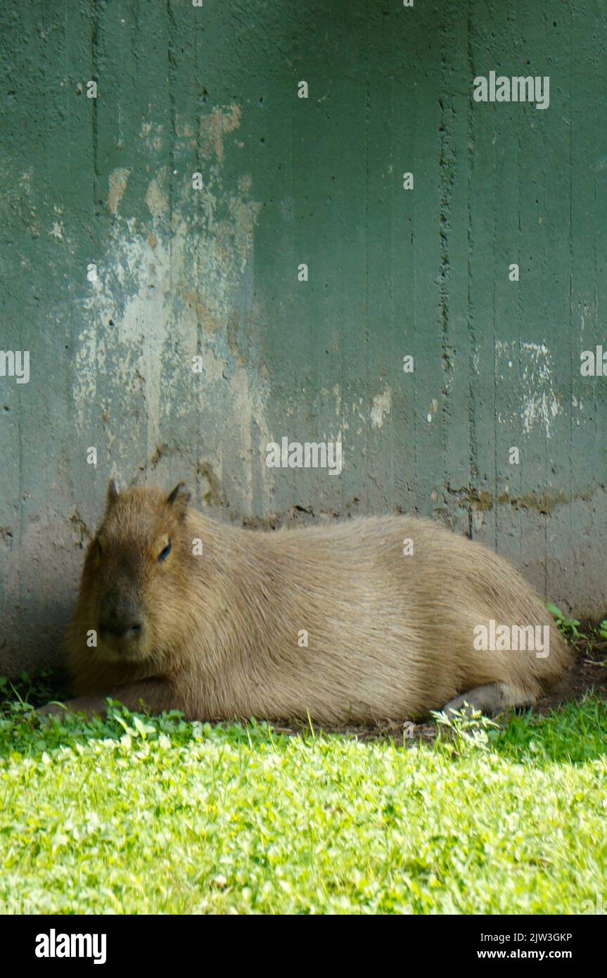 Capybaras of the Guadalajara Zoo Stock Photo - Alamy Capybaras of the Guadalajara Zoo Stock Photo - Alamy