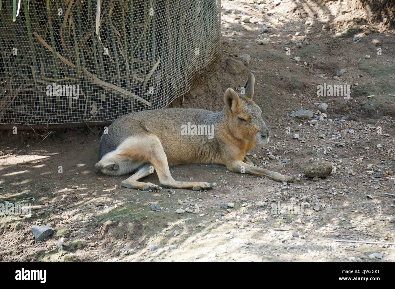 Patagonian Cavy Babies Tri Colored