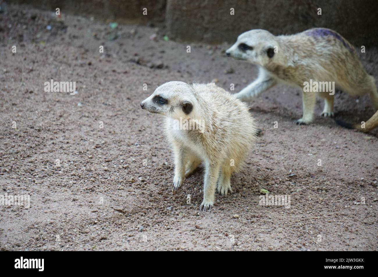 Family funny meerkats in zoo hi-res stock photography and images - Alamy