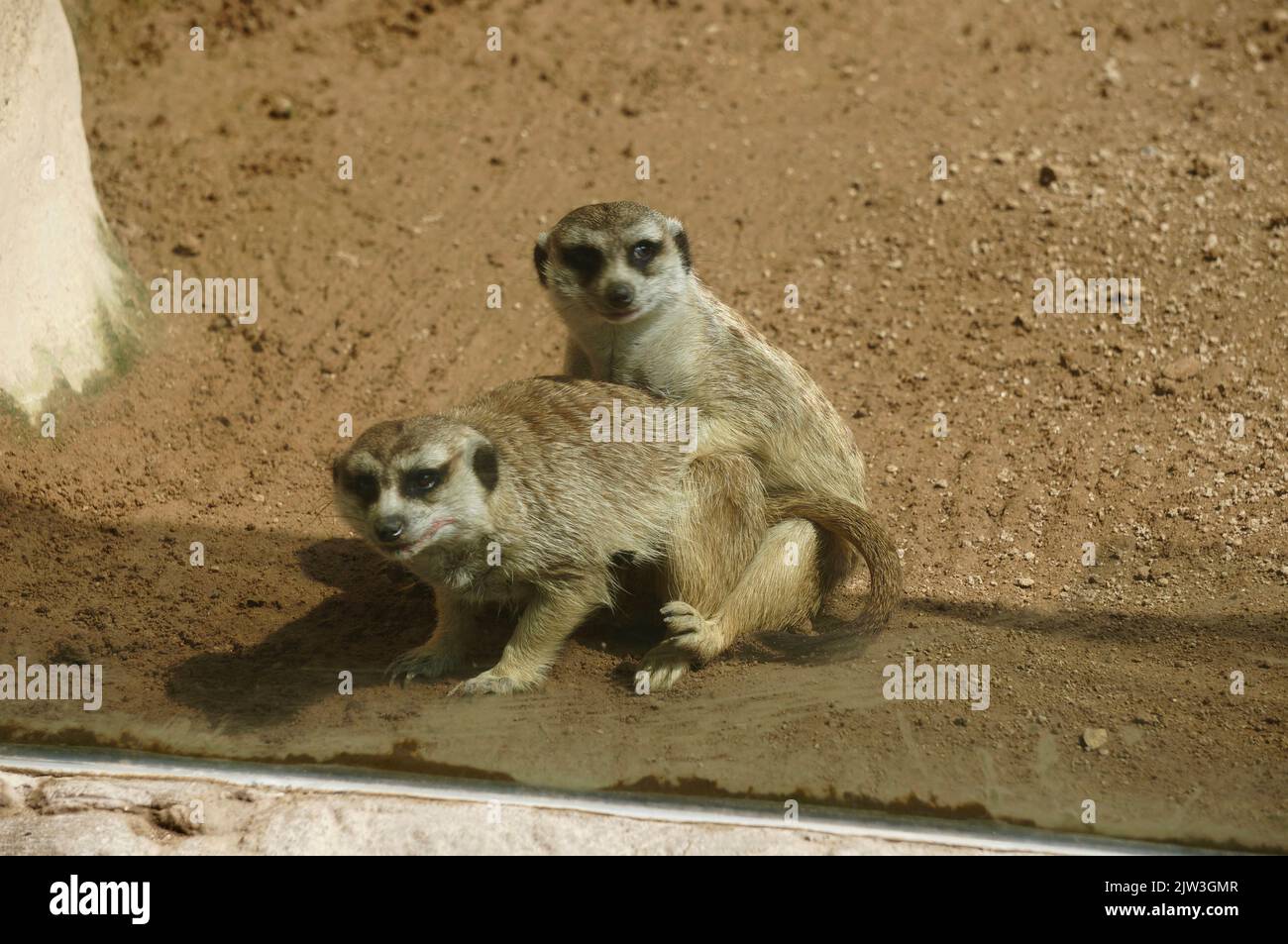 Timon y pumba hi-res stock photography and images - Alamy
