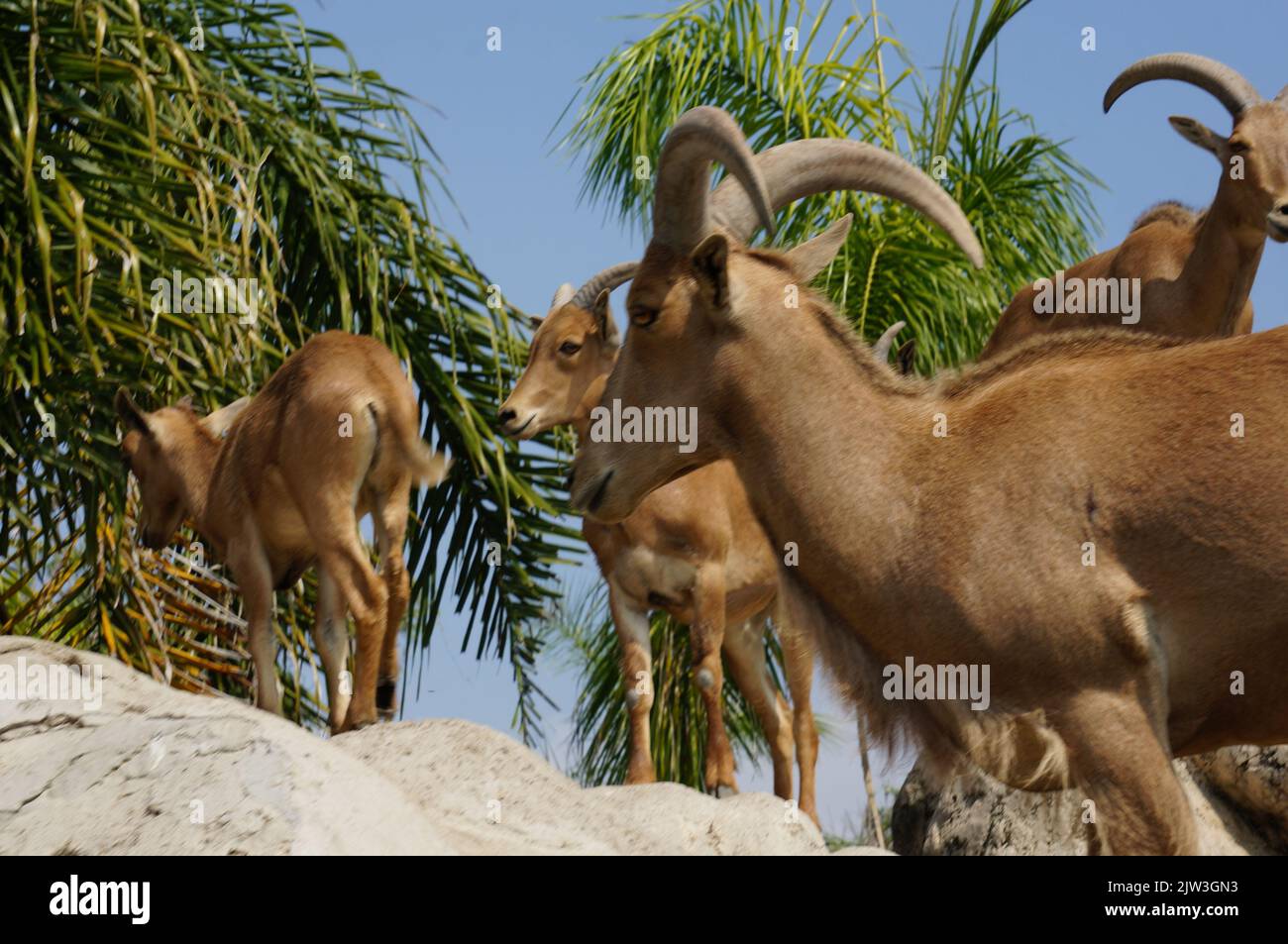 African Barbary sheep at the Masai Mara Safari Stock Photo - Alamy