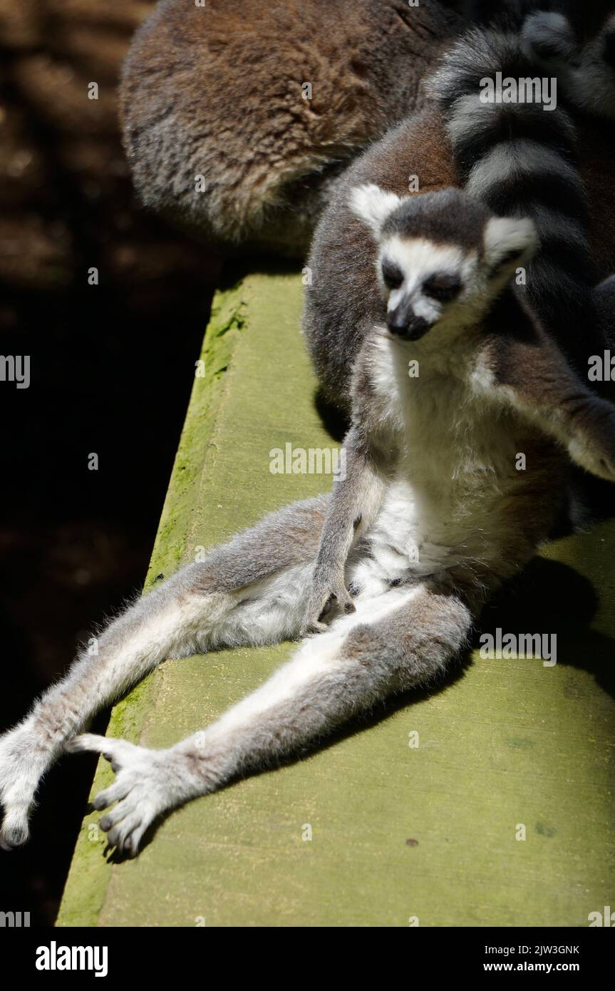 Ring tailed lemur monkey at the Guadalajara Zoo Stock Photo - Alamy