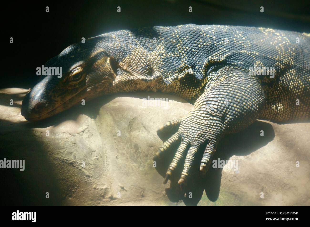 Types of lizards hi-res stock photography and images - Alamy