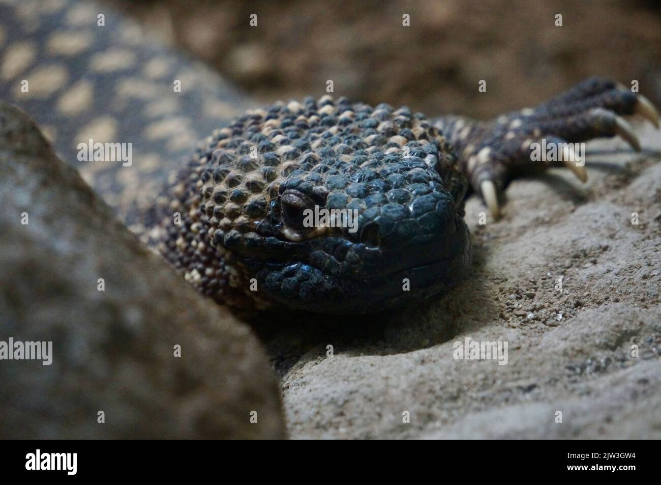 Rare black fire salamander hi-res stock photography and images - Alamy
