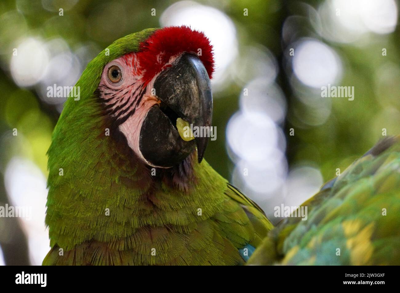 Owning a macaw hi-res stock photography and images - Alamy