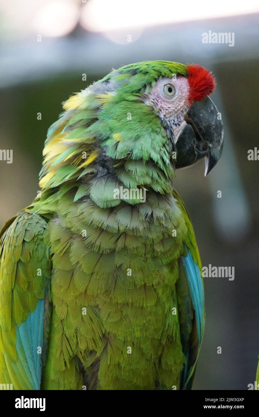 Macaw at the Guadalajara Zoo Stock Photo - Alamy
