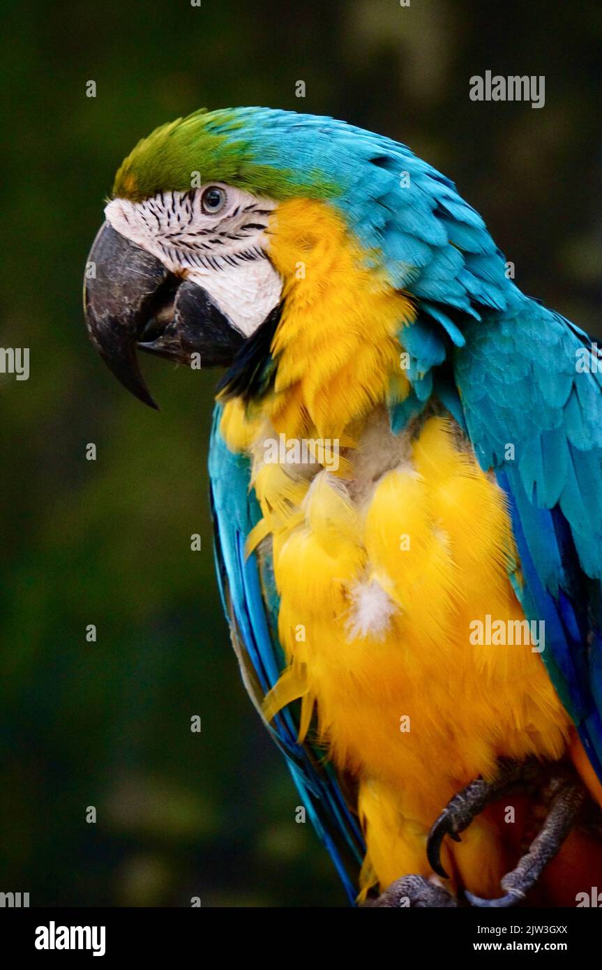 Macaw 4k hi-res stock photography and images - Alamy