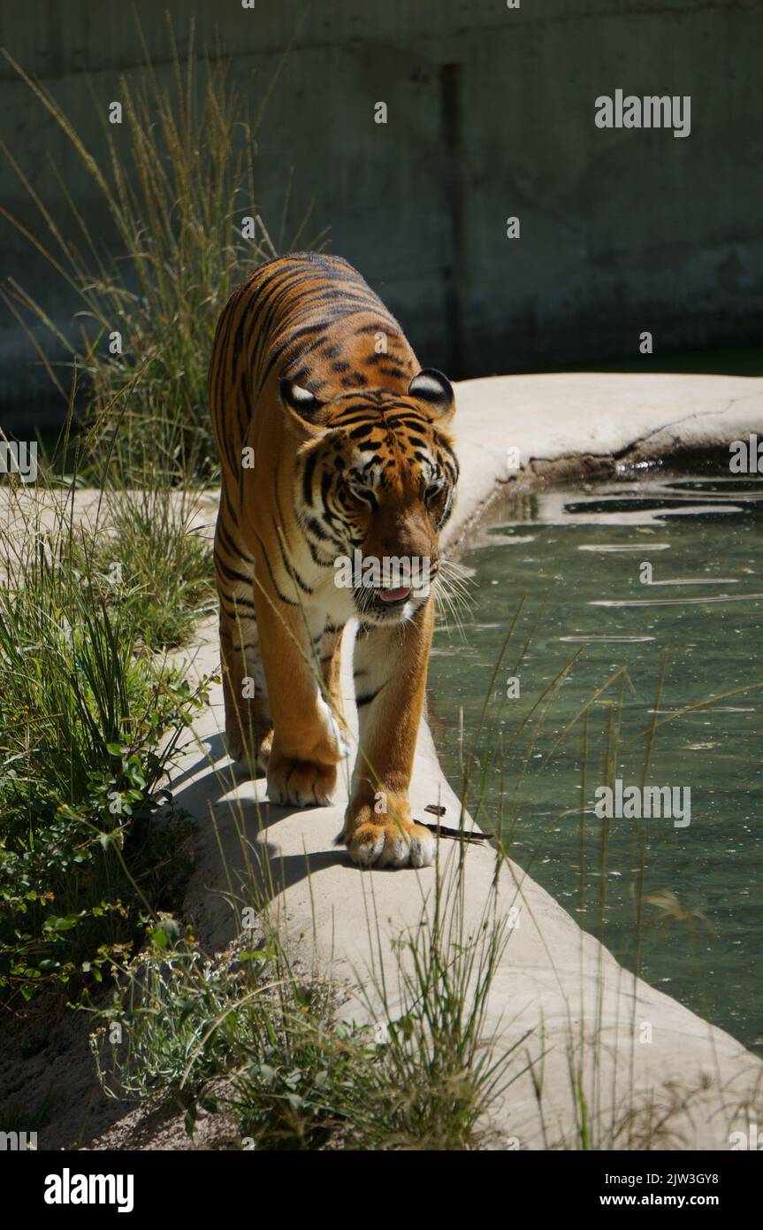 Bengal Tiger Natural Habitat