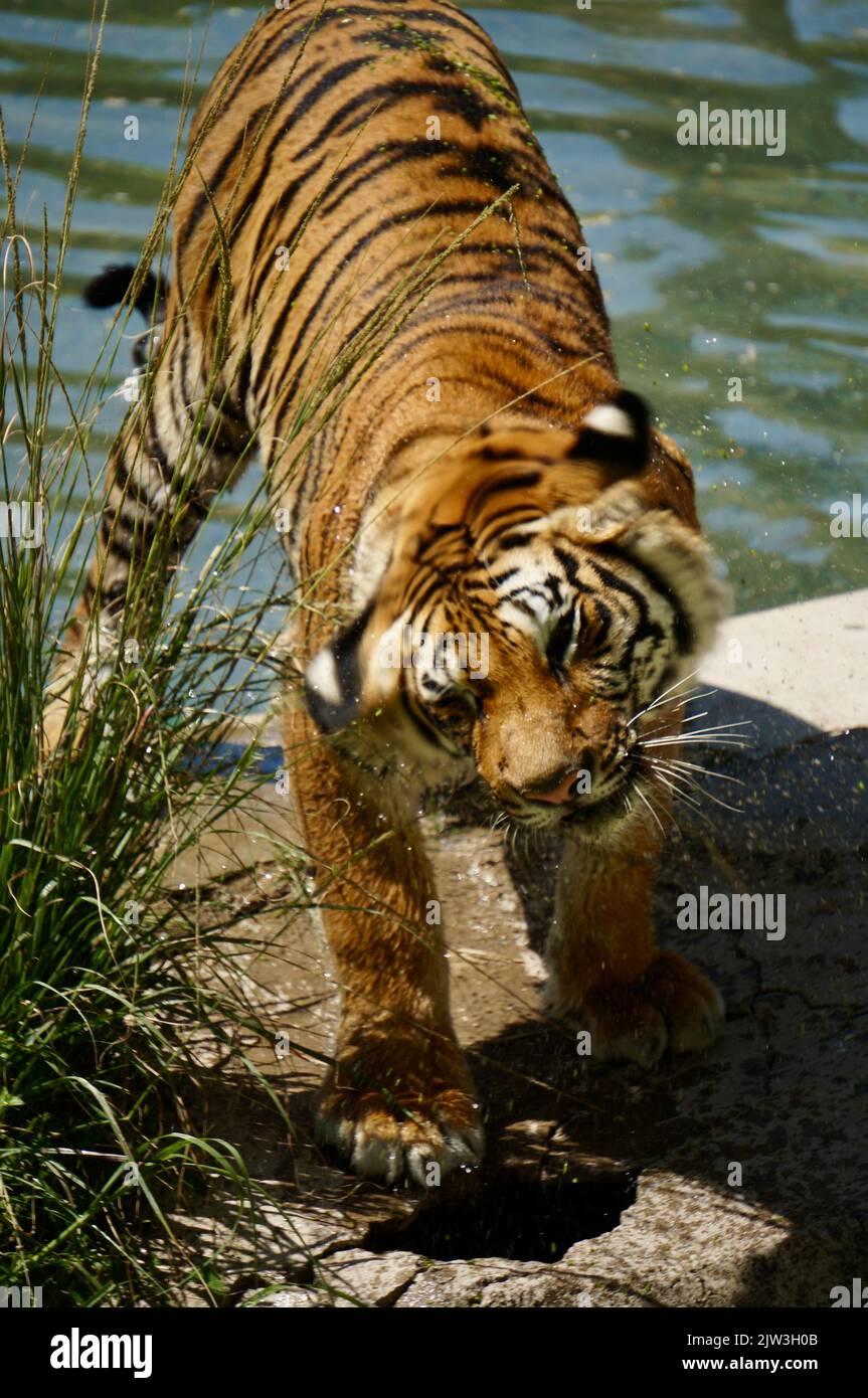 Bengal tiger at Zoológico Guadalajara Stock Photo - Alamy