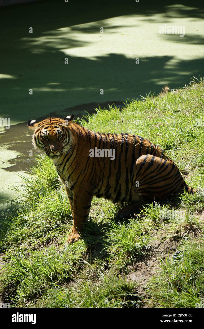 Bengal tiger images hi-res stock photography and images - Alamy