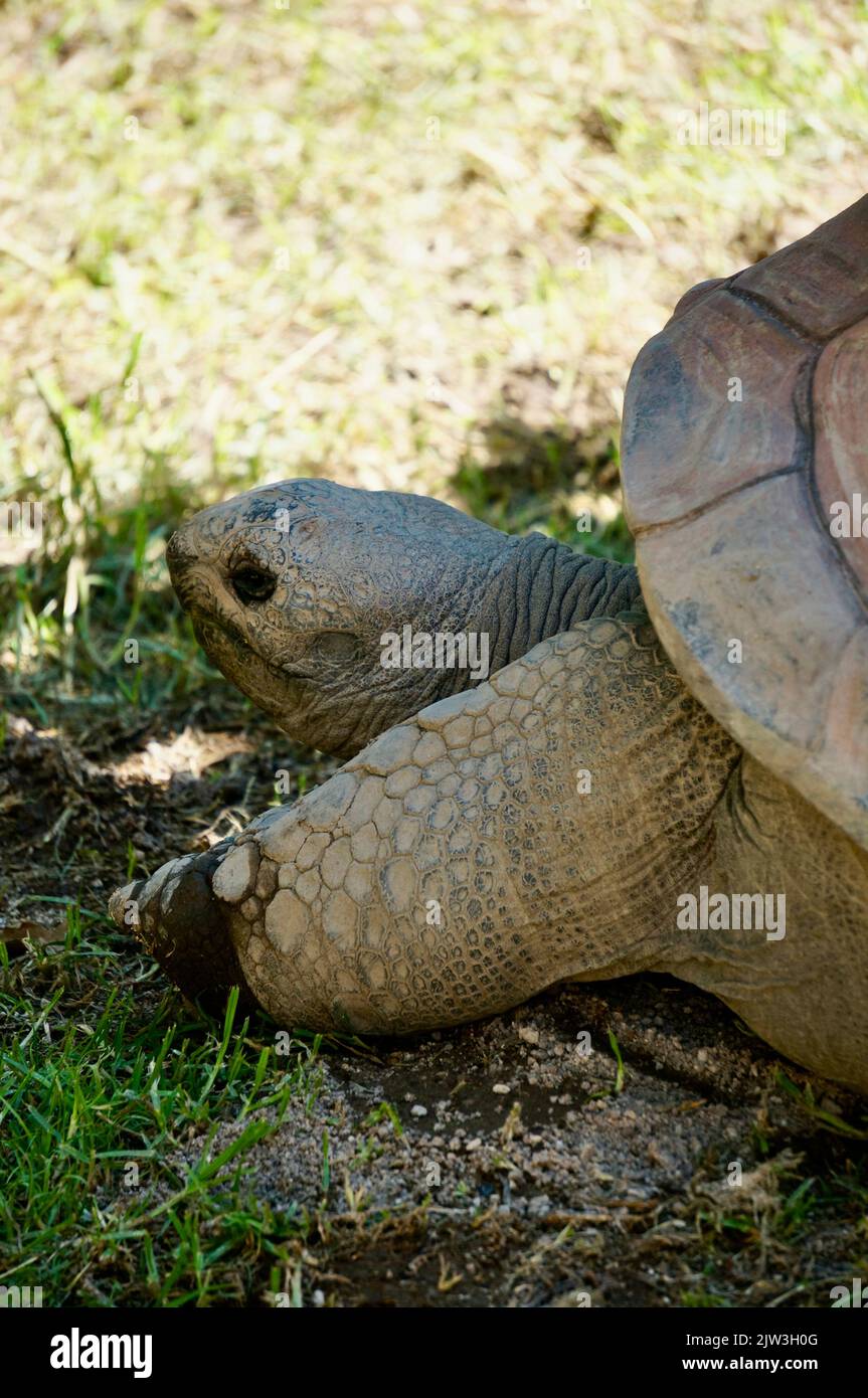 Tortoise in the shadow of a tree Stock Photo - Alamy