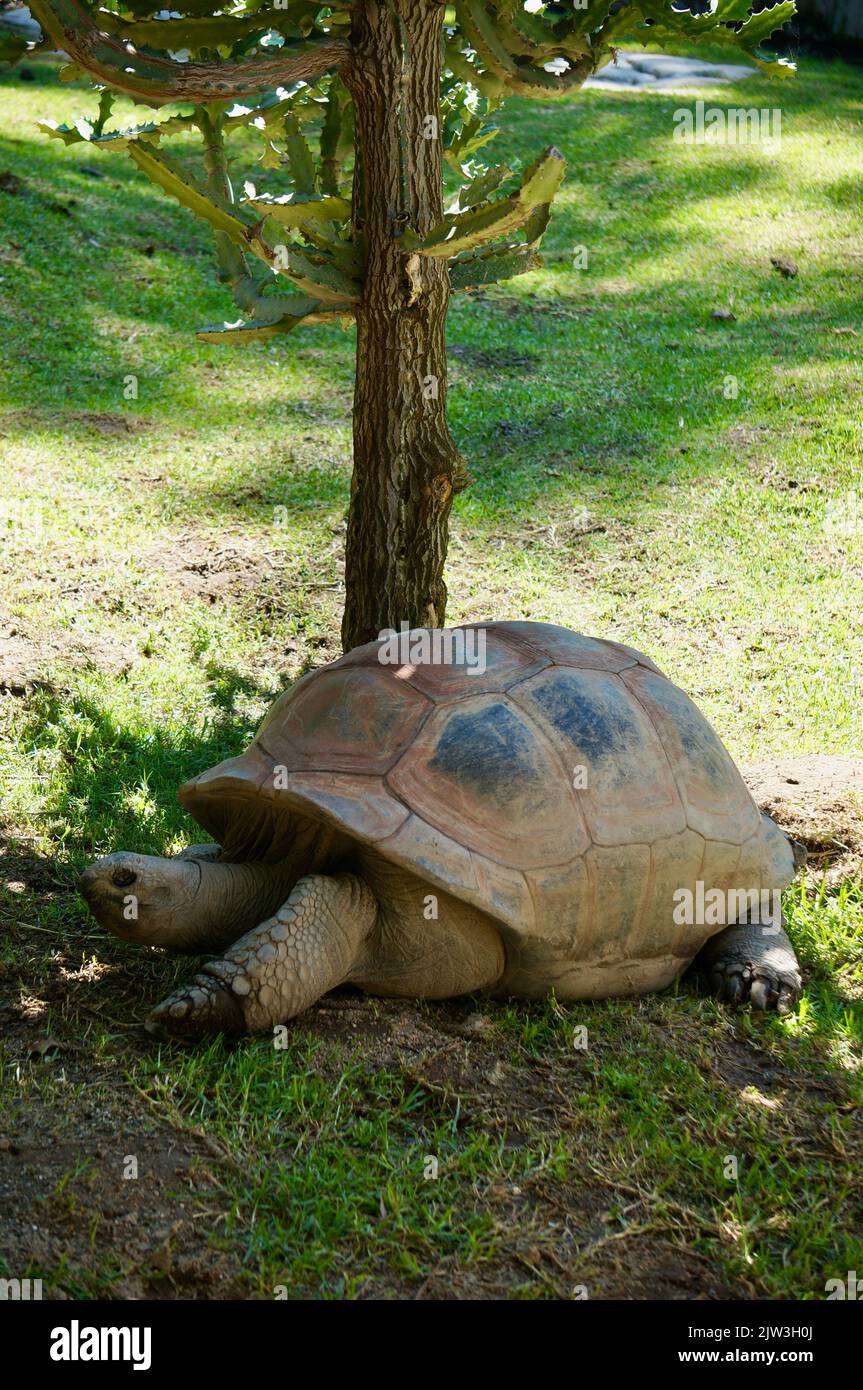 Tortoise flipped in zoo hi-res stock photography and images - Alamy