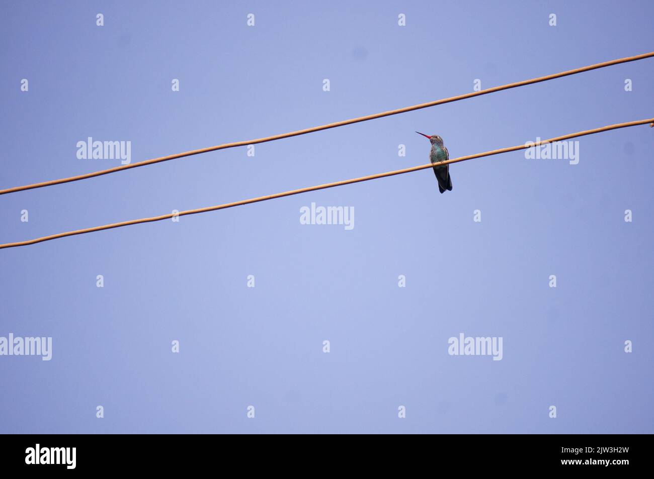 Hummingbird on a cable Stock Photo - Alamy