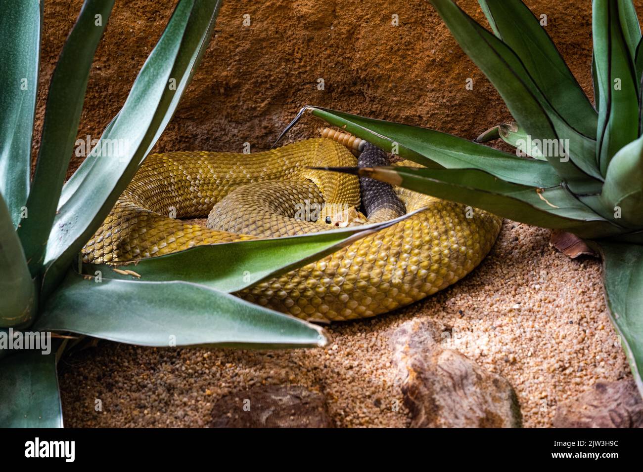 Mexican West Coast Rattlesnake or Mexican Green Rattler (Crotalus ...