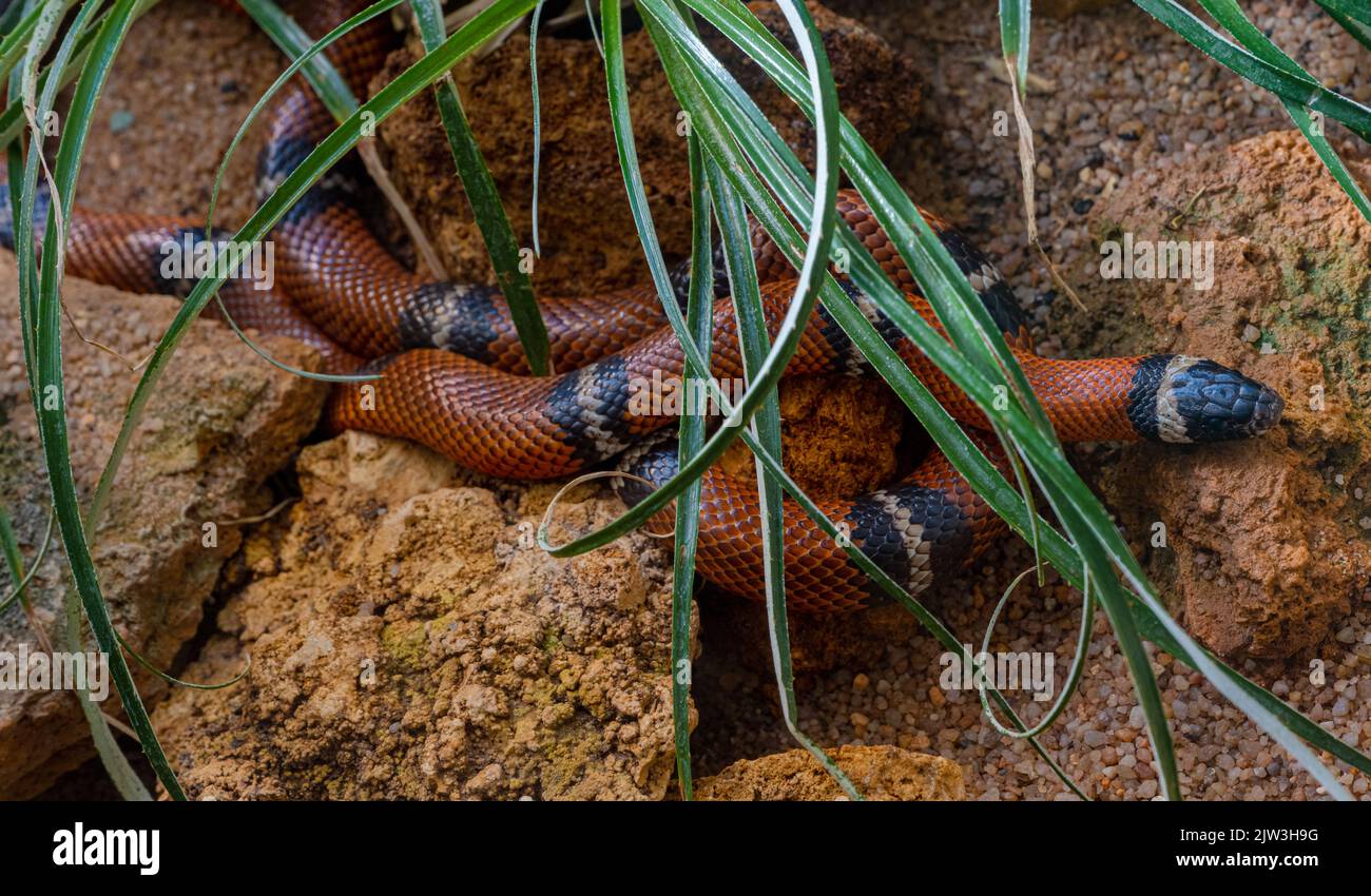 Tropical Scarlet-Kingsnake, Milk Snake (Lampropeltis triangulum Stock ...