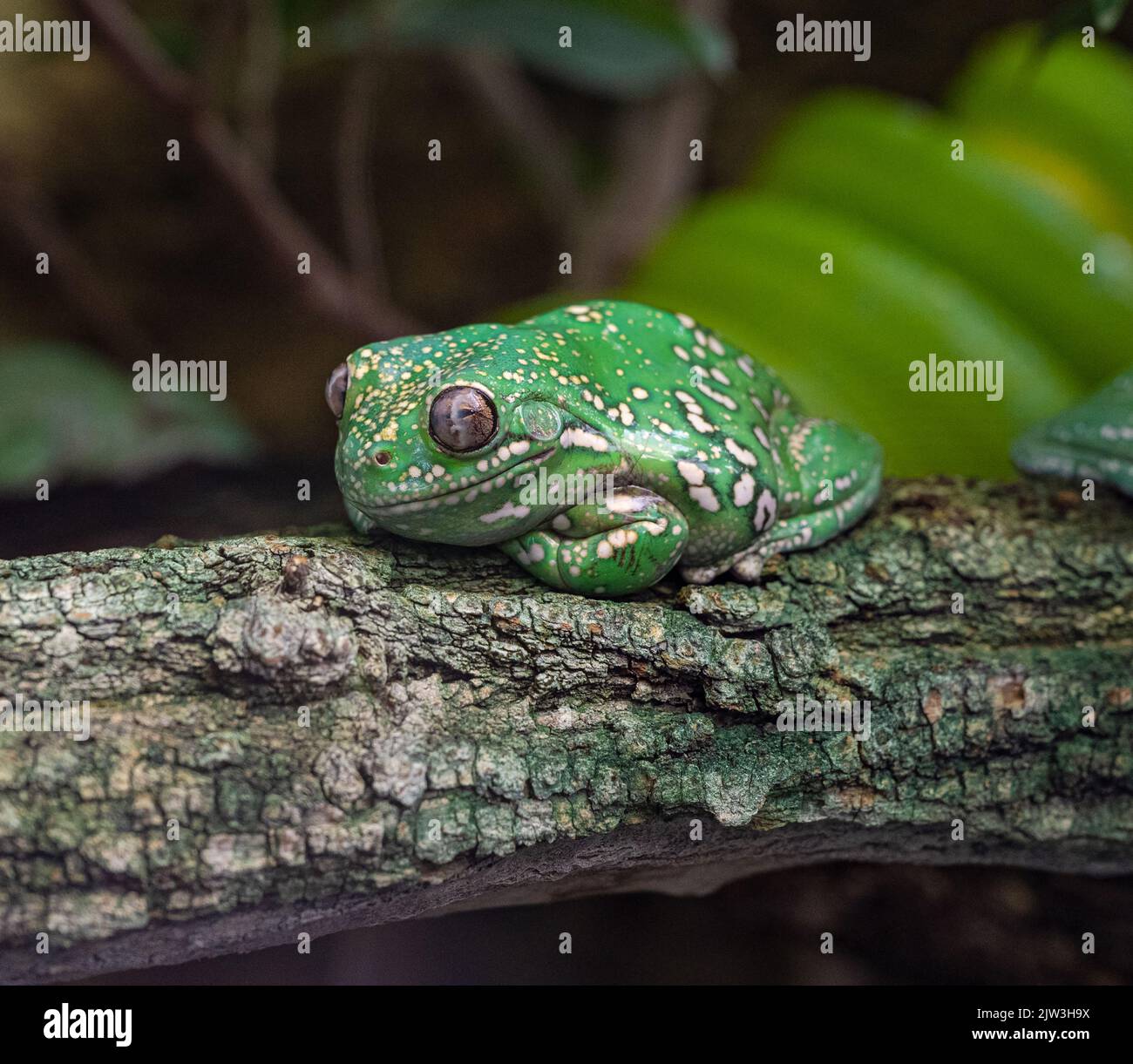 American green tree frog hi-res stock photography and images - Alamy
