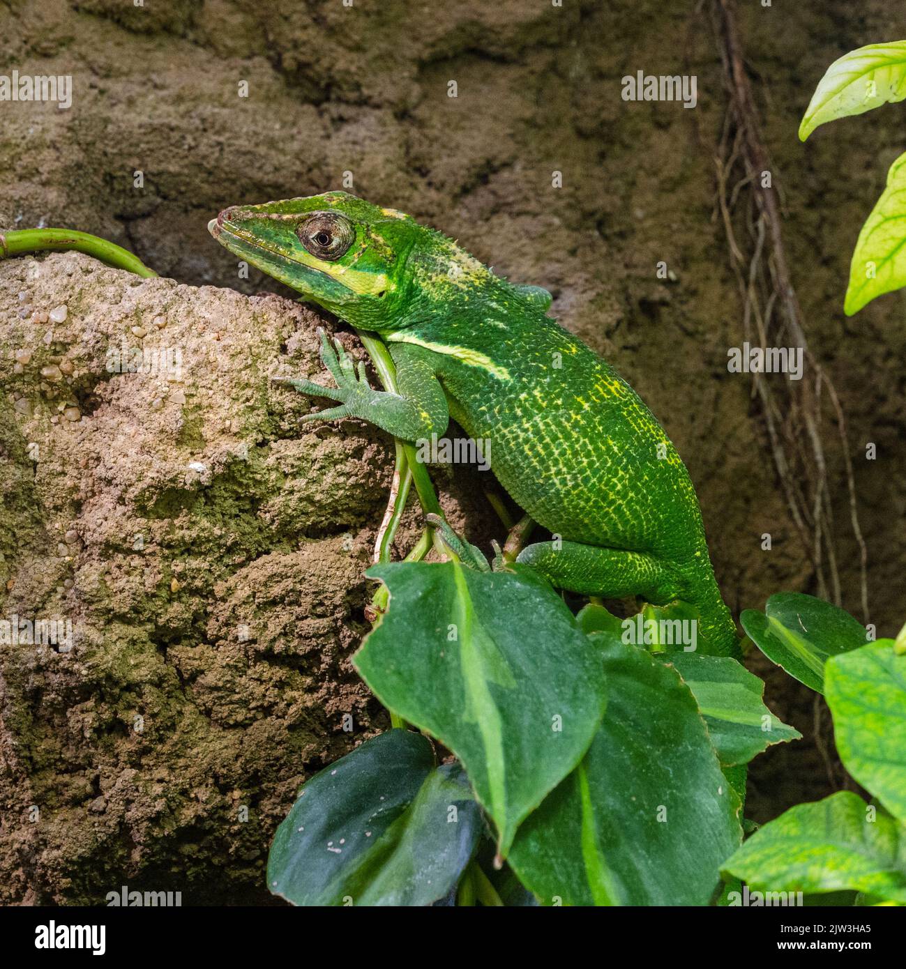 The knight anole (Anolis equestris) is the largest species of anole ...