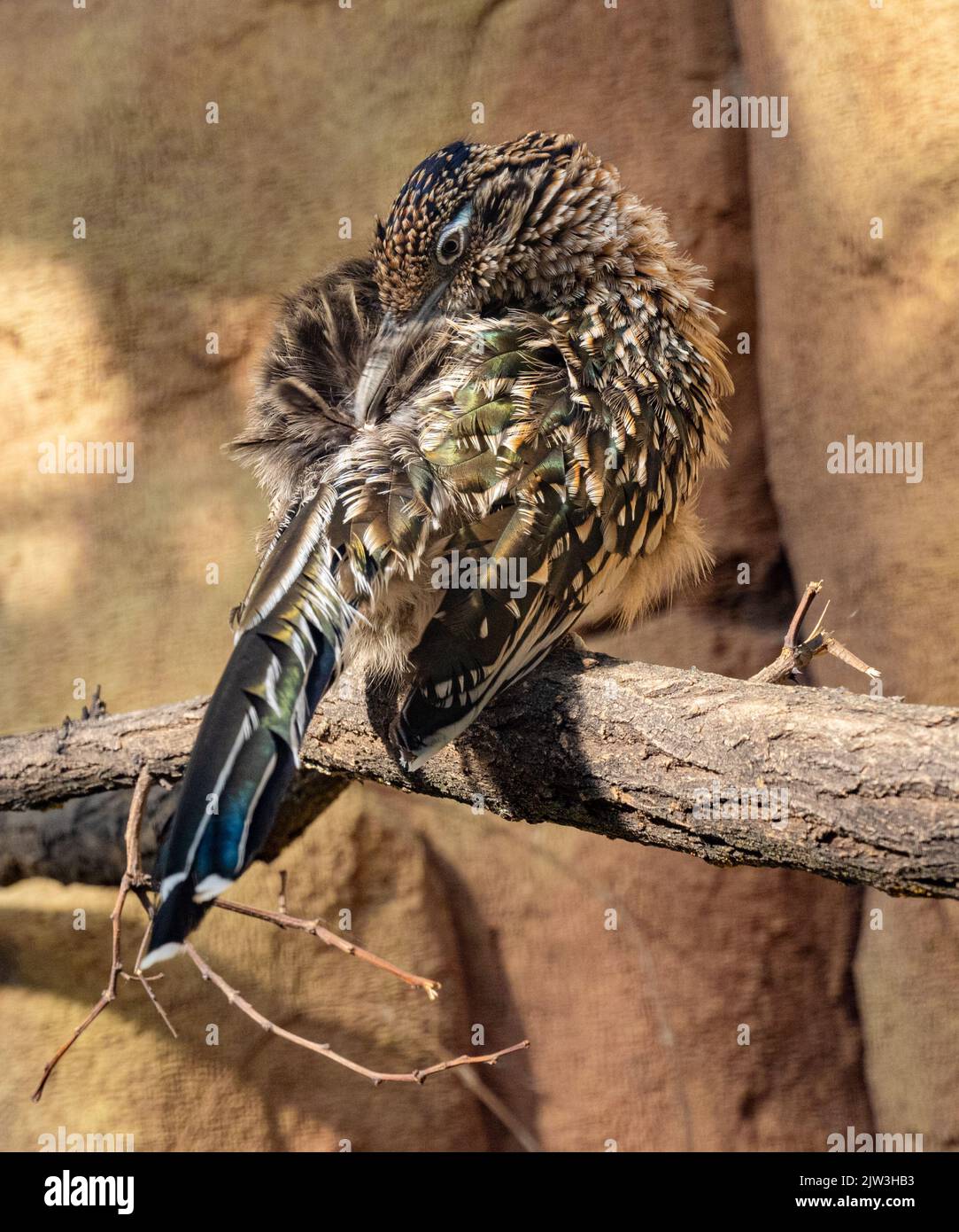 The greater roadrunner (Geococcyx californianus) is a long-legged bird ...