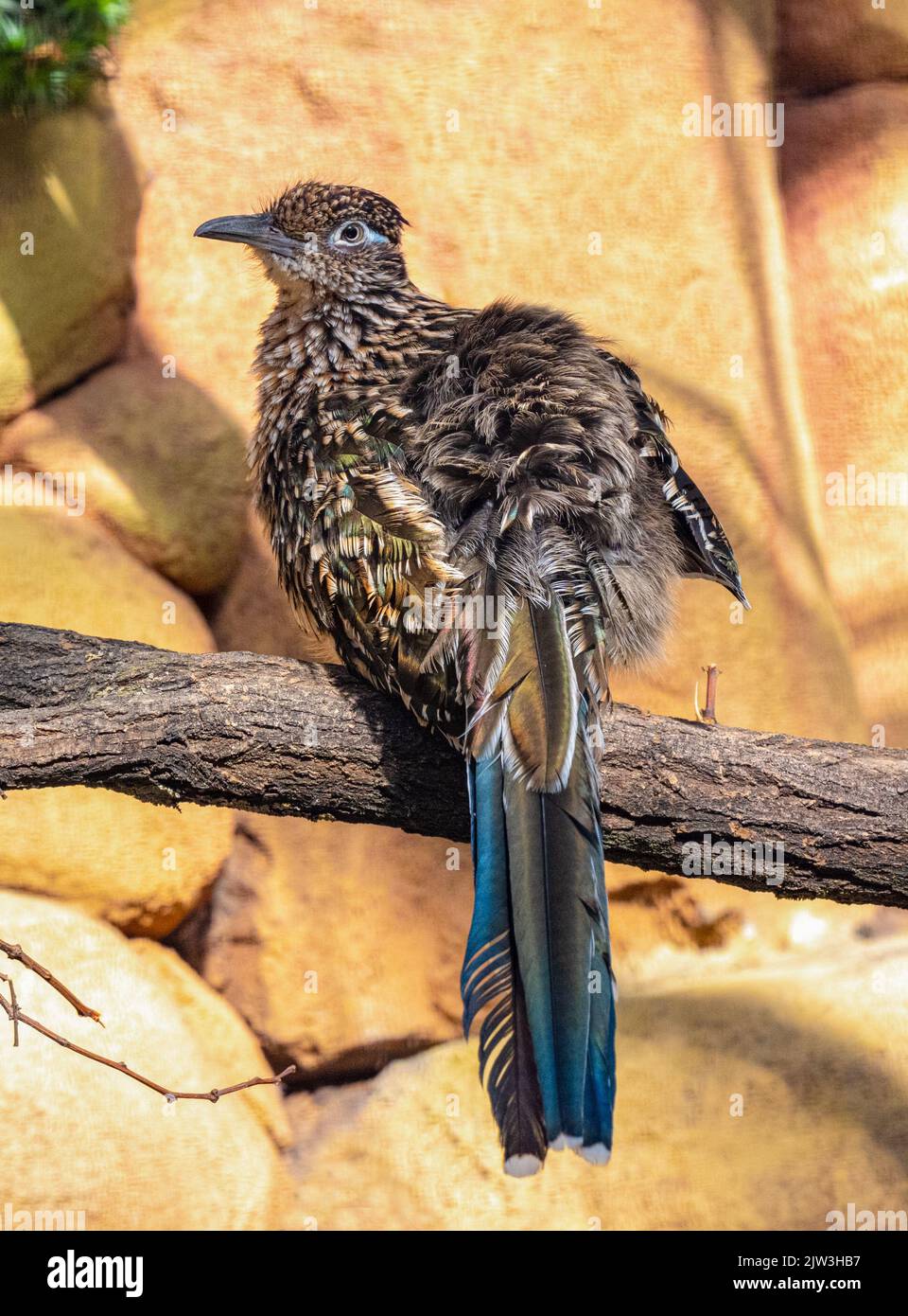 The greater roadrunner (Geococcyx californianus) is a long-legged bird ...