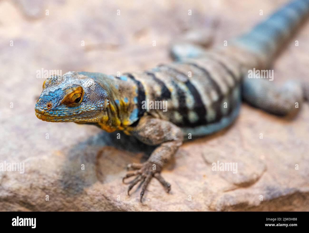 Portrait of Baja blue rock lizard (Petrosaurus thalassinus) basking on ...